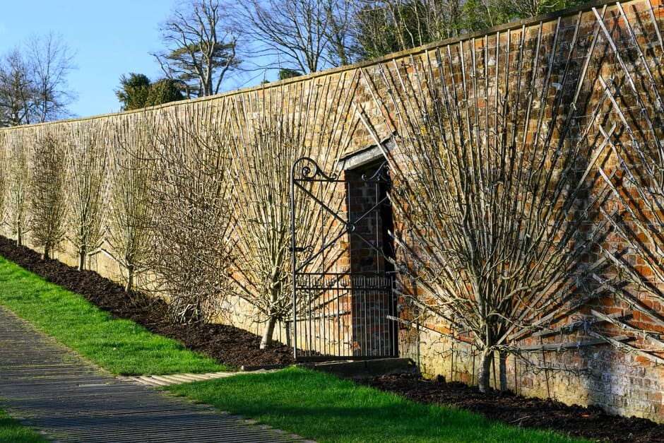 How to grow gages | RHS Guide