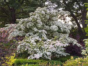 Cornus (Dogwood) / RHS Plant Guide