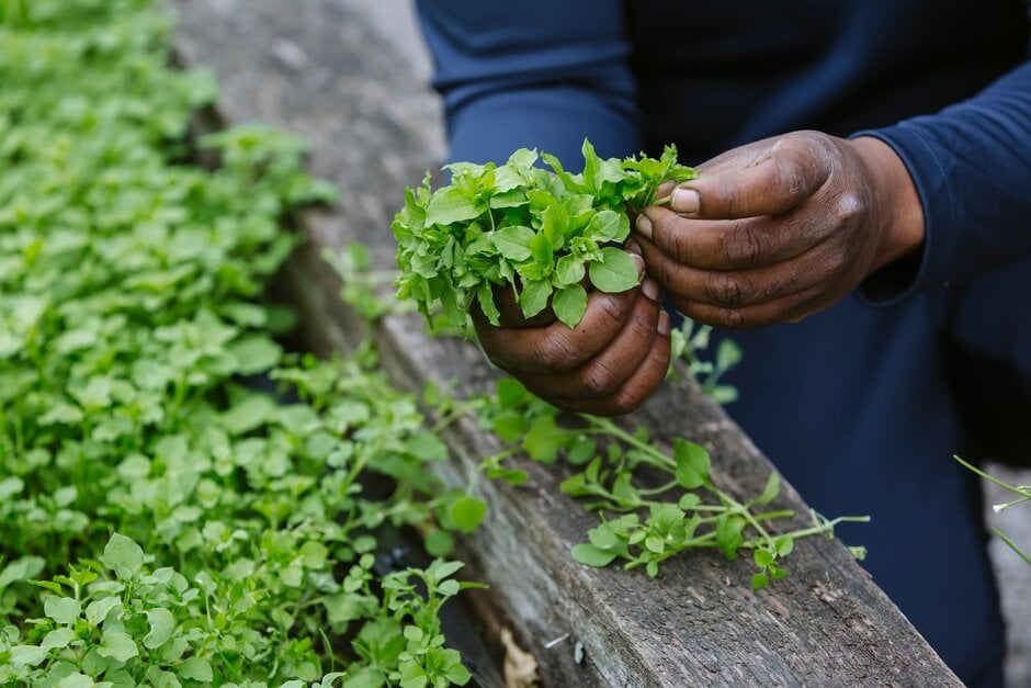 Chickweed | RHS Advice
