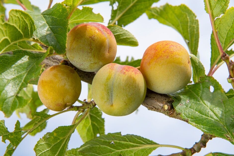 How to grow gages | RHS Guide