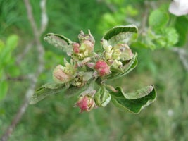 Apple Powdery Mildew: Symptoms and Care | RHS Advice