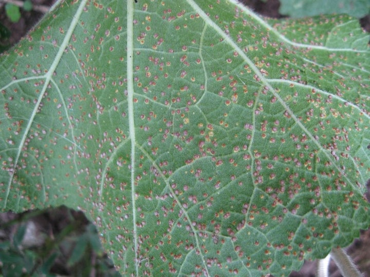Hollyhock rust: Symptoms, Causes & Control | RHS Advice