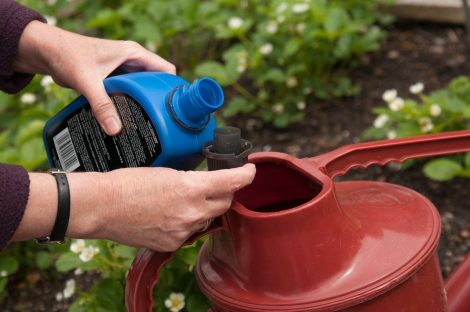 How Plants Absorb Nutrients | RHS Advice