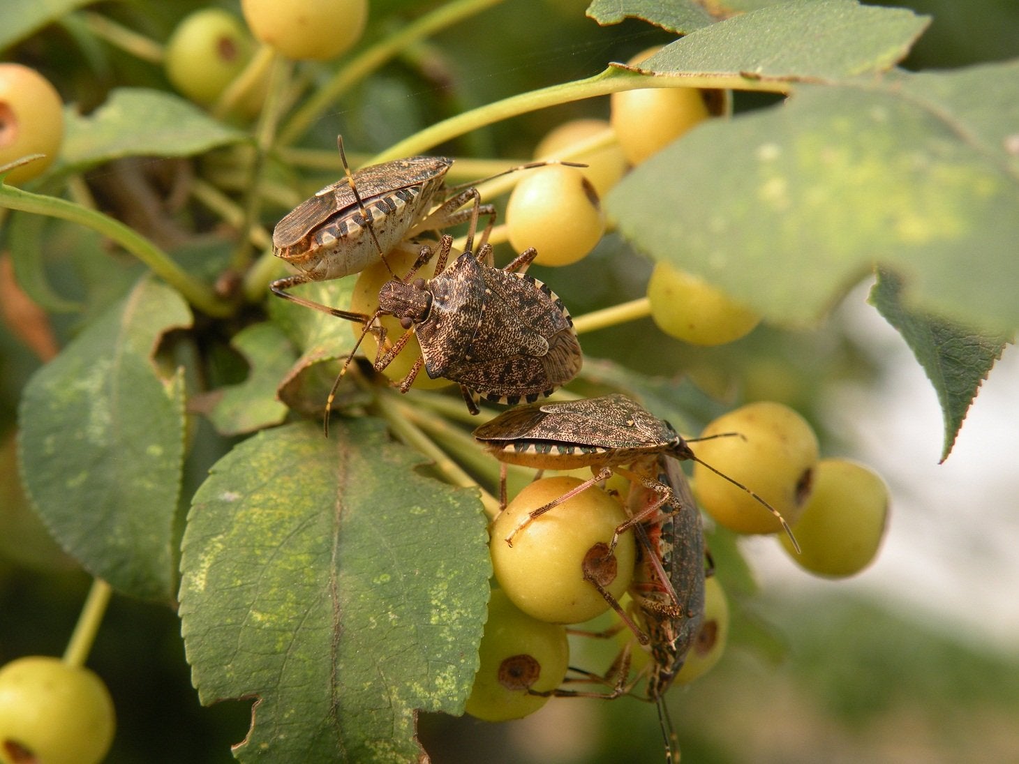 Brown Marmorated Stink Bug Identification Guide | RHS Advice