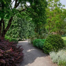 Euonymus / RHS Plant Guide