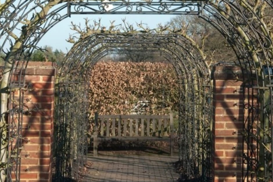 Apples and pears: starting a cordon | RHS Advice
