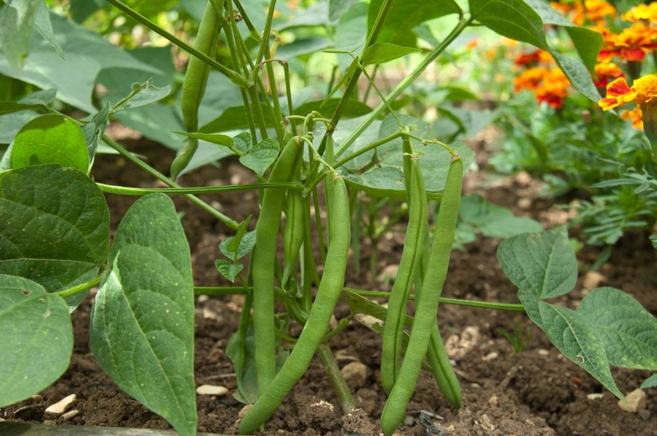 How to grow French beans | RHS Guide