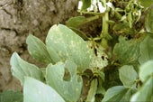 Rust diseases: Symptoms & Control | RHS Advice