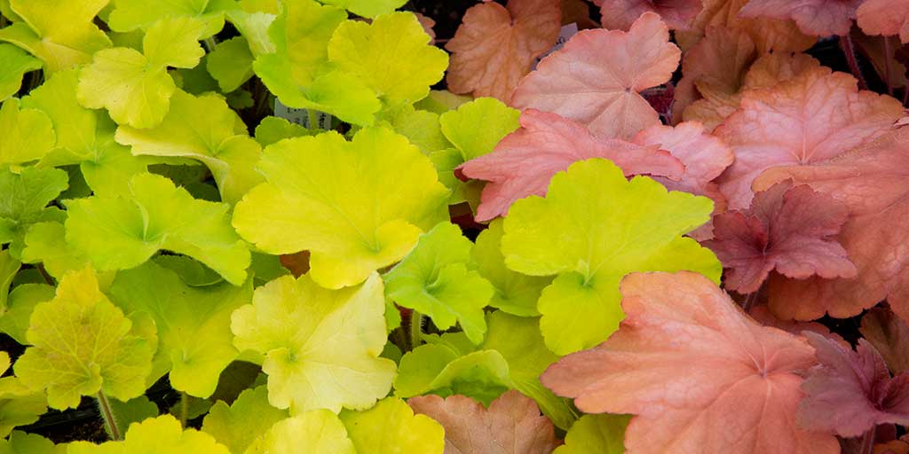 Heuchera (Coral bells) / RHS Plant Guide
