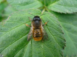 How gardeners can help pollinators | RHS Advice