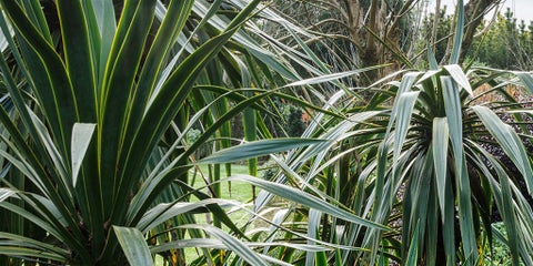 Phormium / RHS Plant Guide