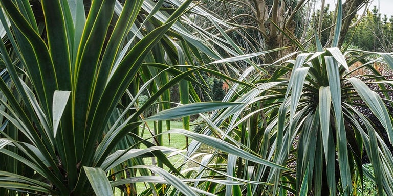 Phormium / RHS Plant Guide