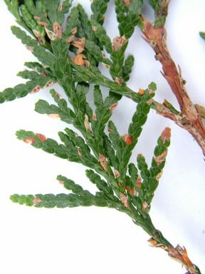 Conifers with Brown Patches: Solutions | RHS Advice