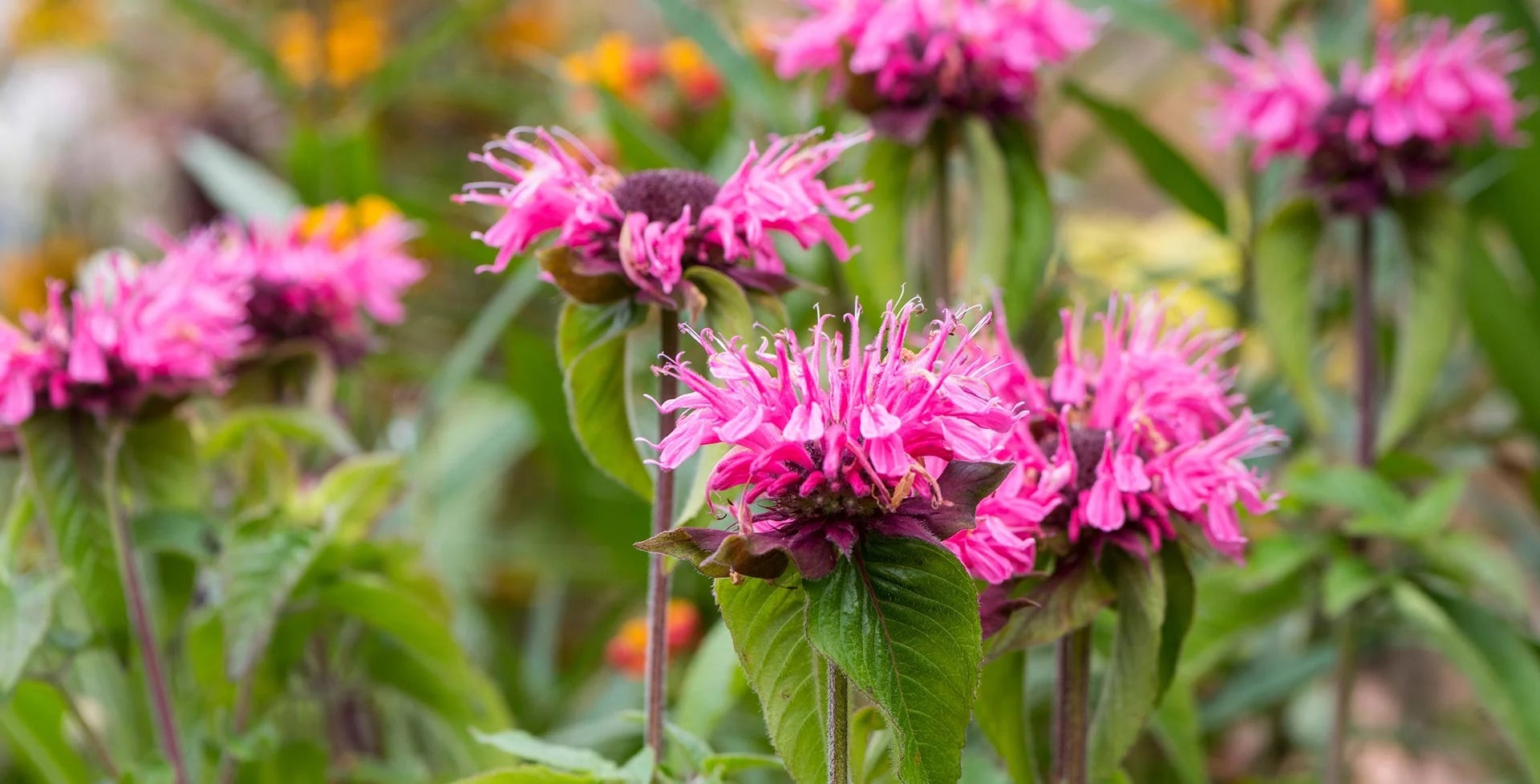 Monarda / RHS Plant Guide