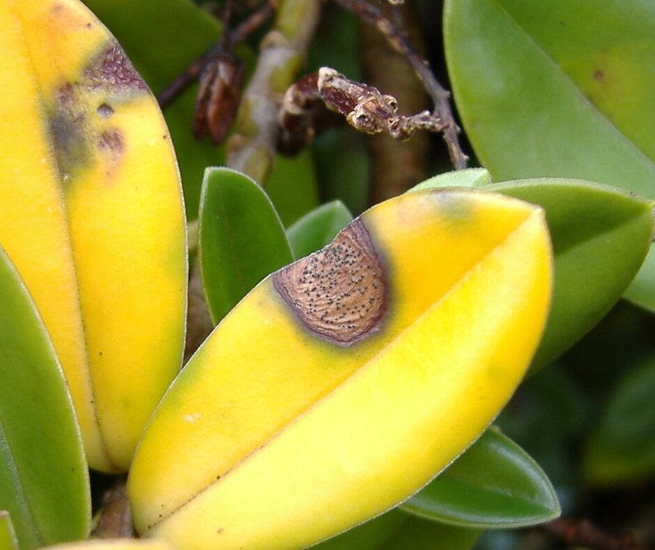 Shrubby Veronica Leaf Diseases | RHS Advice