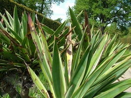 Yucca Leaf Spot: Causes & Care | RHS Advice