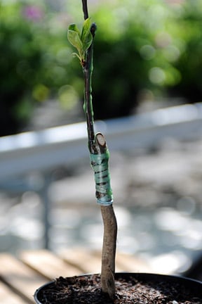 Fan-trained trees: initial training | RHS Advice