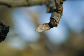 Apples and pears: identifying fruit buds | RHS Advice
