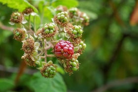 Brambles | RHS Advice