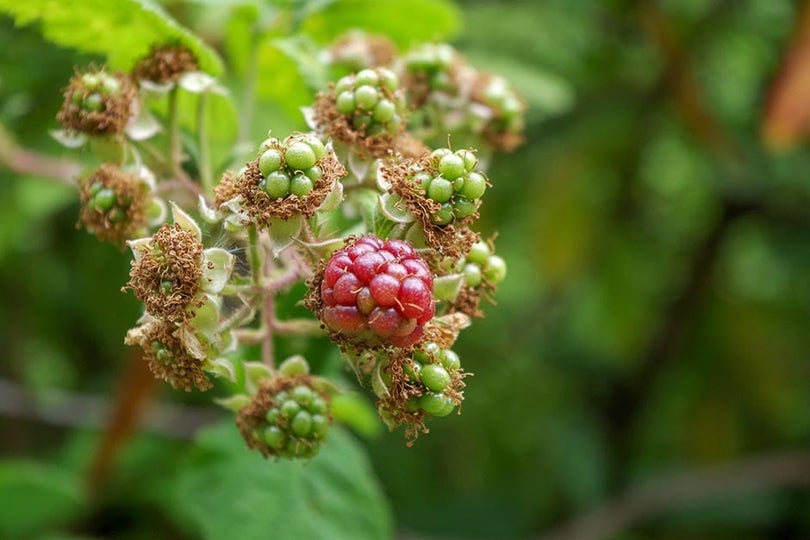 Brambles | RHS Advice
