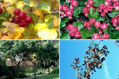 Hawthorn / RHS Plant Guide