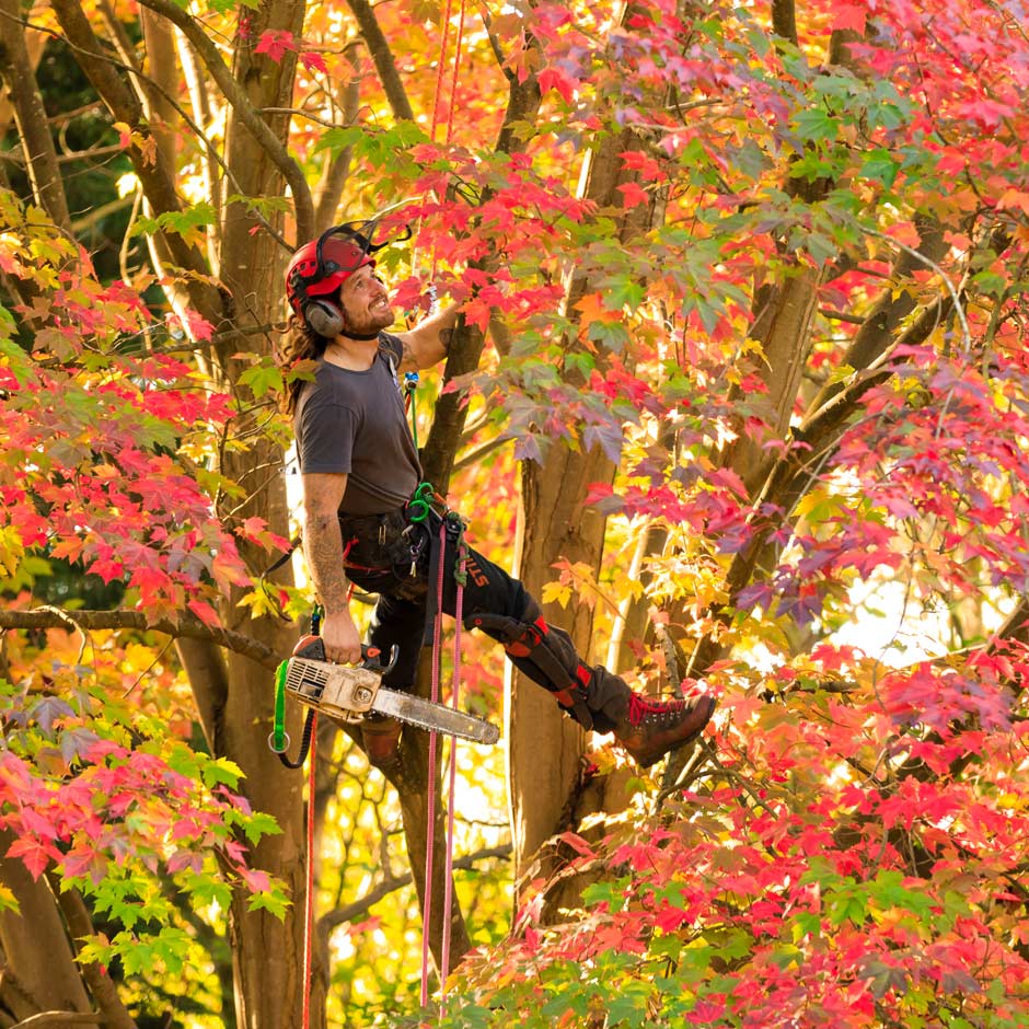 Removing Trees and Stumps Safely | RHS Advice