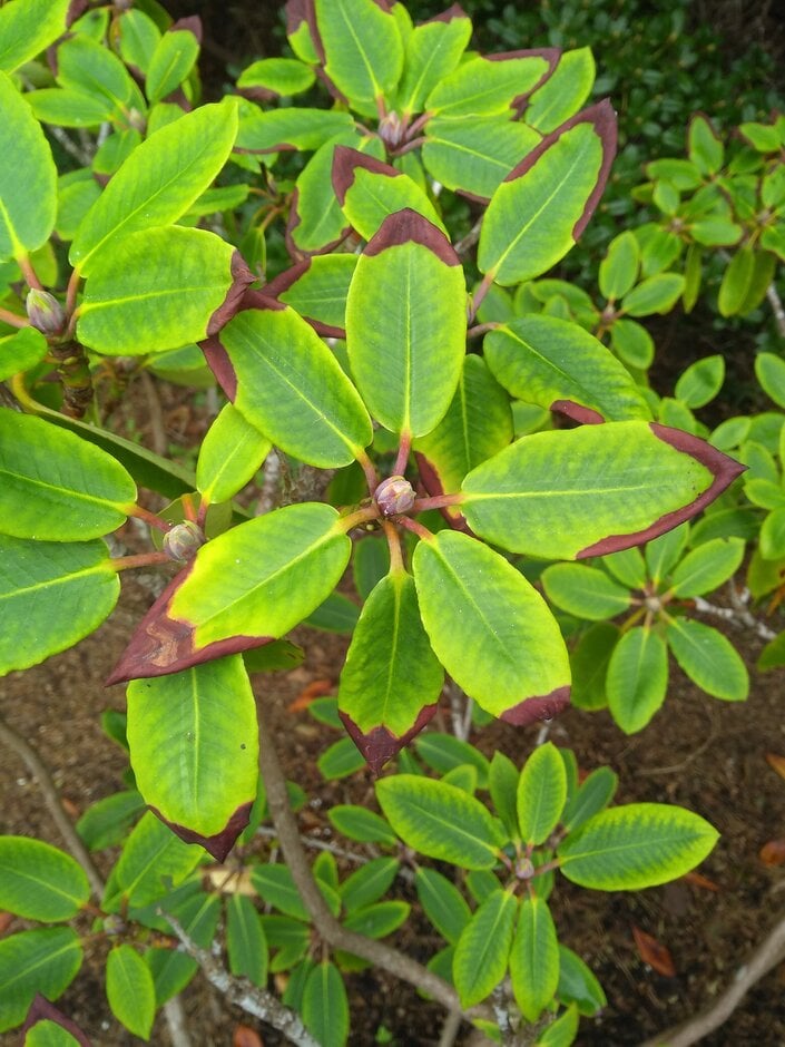 How Plants Absorb Nutrients | RHS Advice