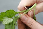 How to grow hebes (shrubby veronica) / RHS Growing Guide