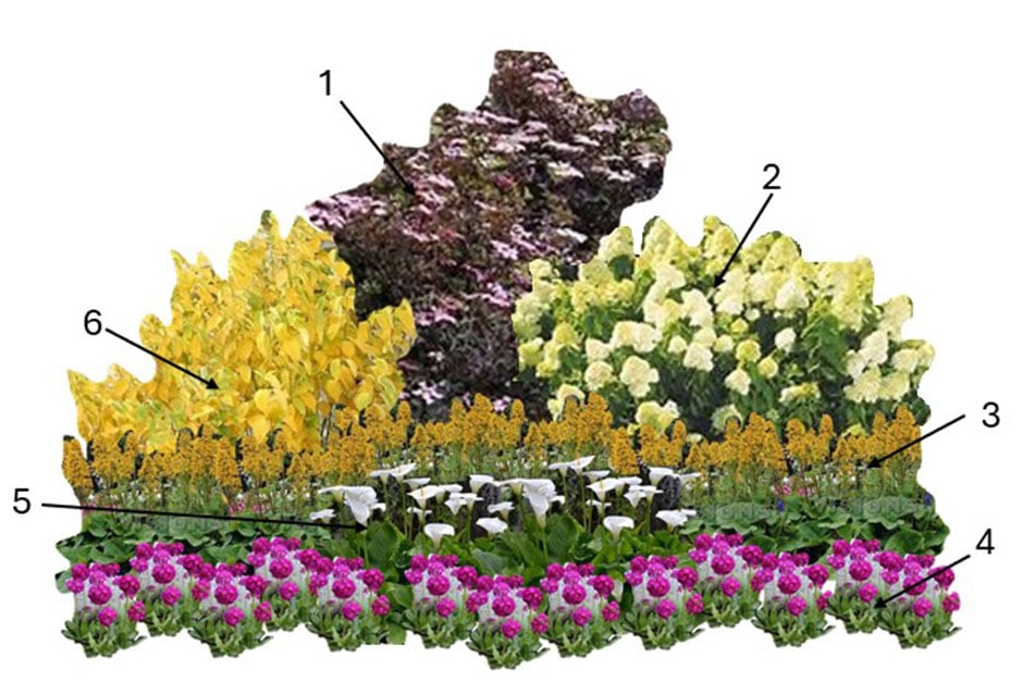 Damp soil planting ideas | RHS Advice