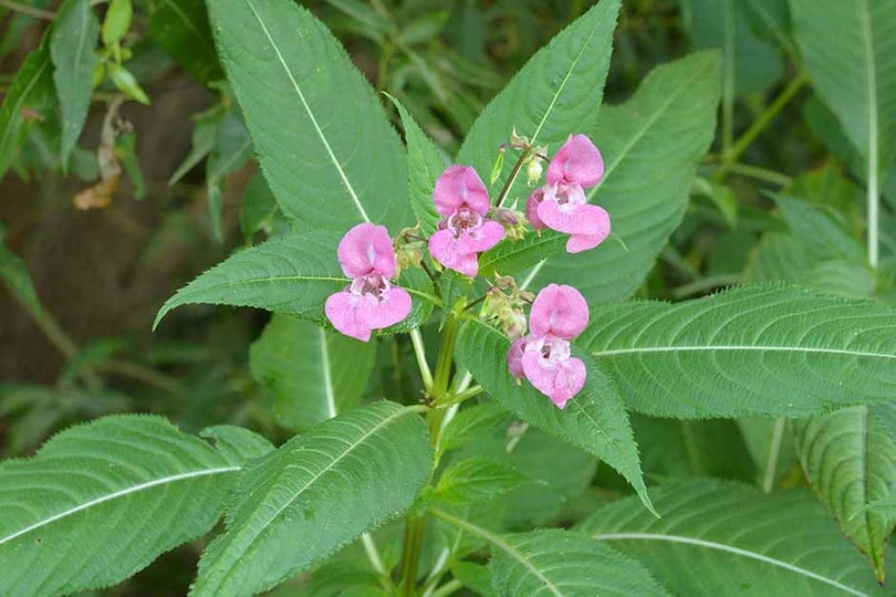 Invasive non-native plants | RHS Advice