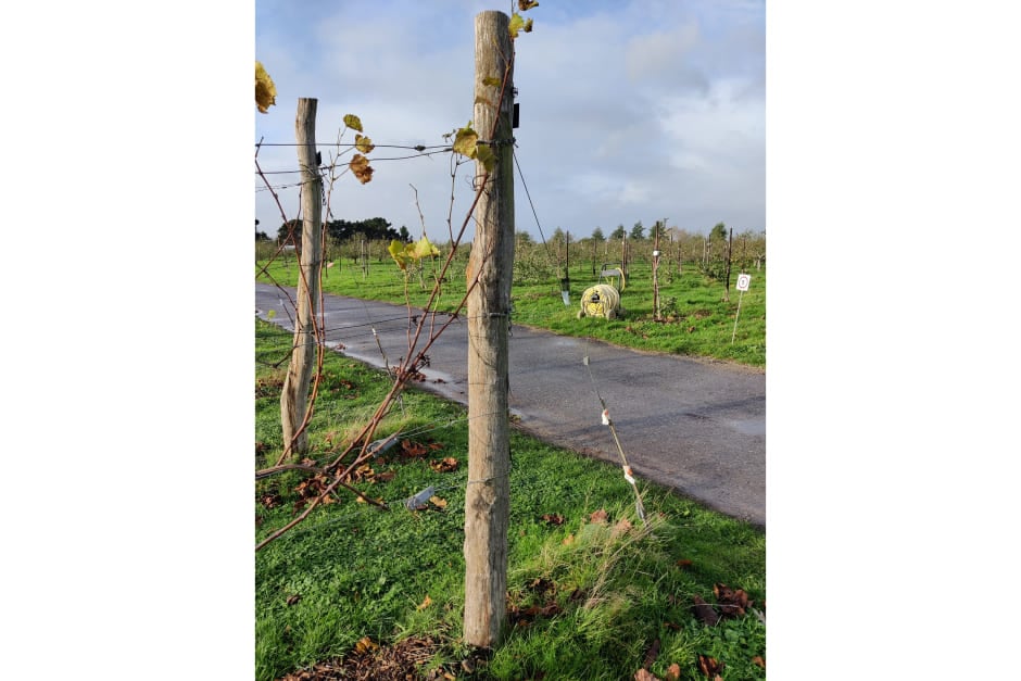 Grapes: Guyot training and pruning | RHS Advice