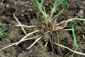Couch Grass | RHS Advice