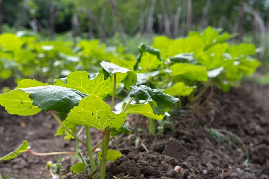 How to grow Okra | RHS Guide