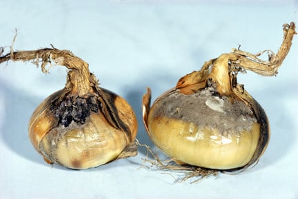 Onion White Rot: Prevention Guide | RHS Advice