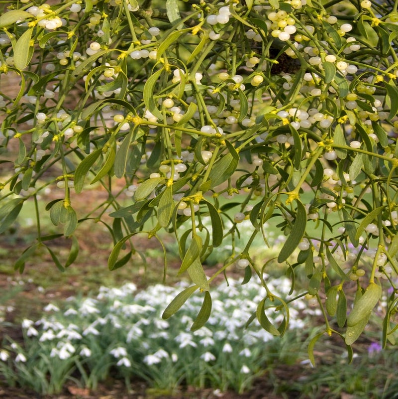 Mistletoe | RHS Advice