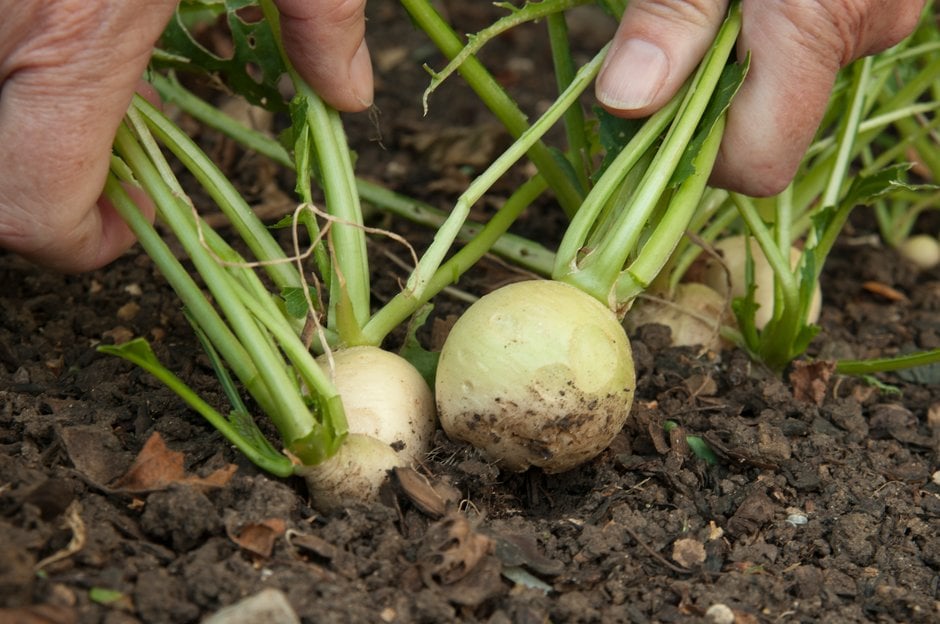 How to grow Turnips | RHS Guide