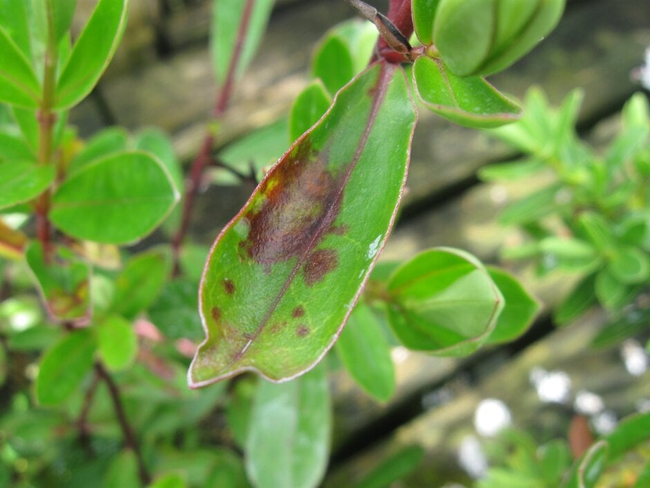 Shrubby Veronica Leaf Diseases | RHS Advice