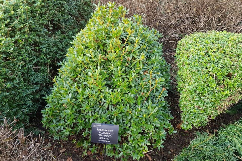 Box Alternatives for Healthy Hedges | RHS Advice