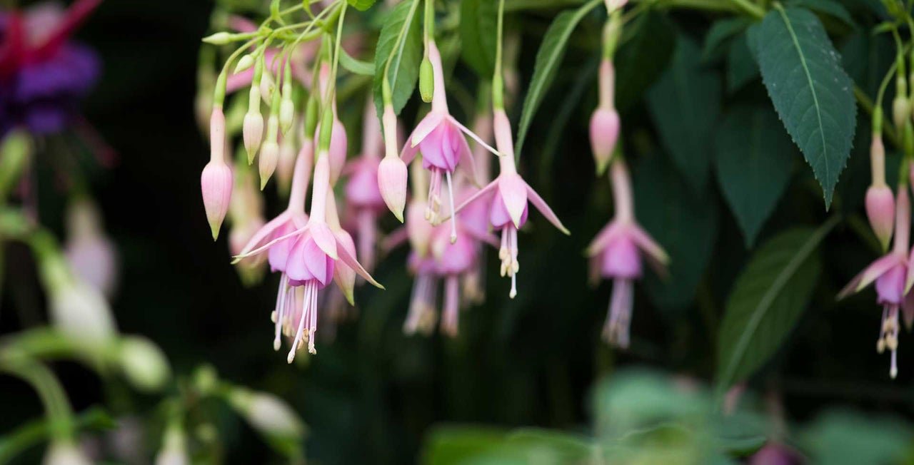 Hardy fuchsias / RHS Plant Guide