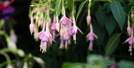 Shrub roses / RHS Plant Guide