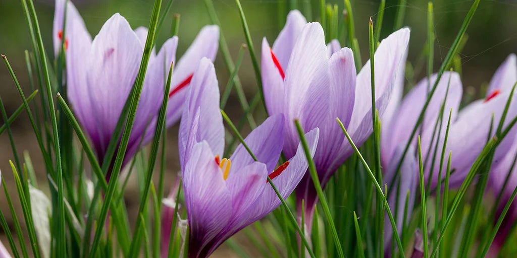 Crocus / RHS Plant Guide