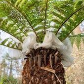 Acacia: Pruning Guide | RHS Advice