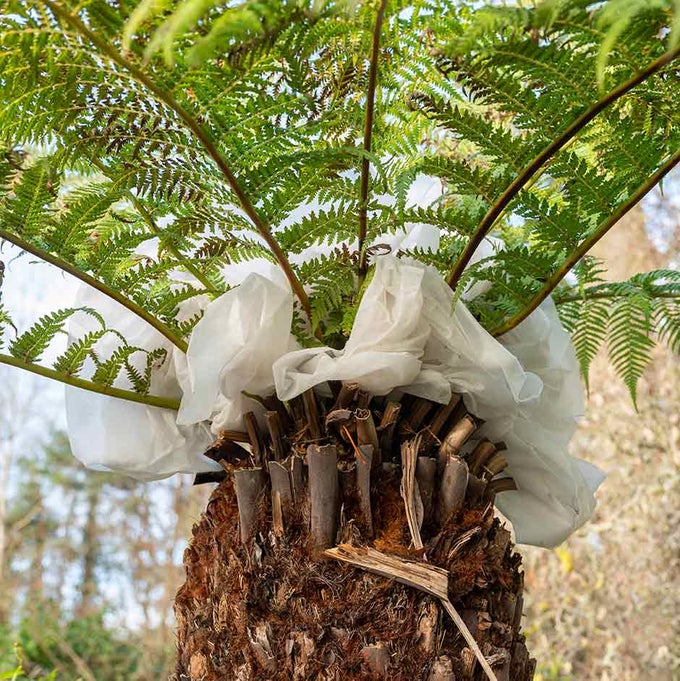 Acacia: Pruning Guide | RHS Advice