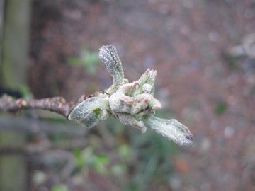 Apple Powdery Mildew: Symptoms and Care | RHS Advice