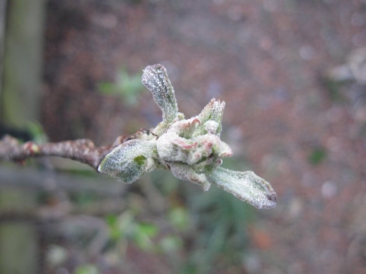 Apple Powdery Mildew: Symptoms and Care | RHS Advice