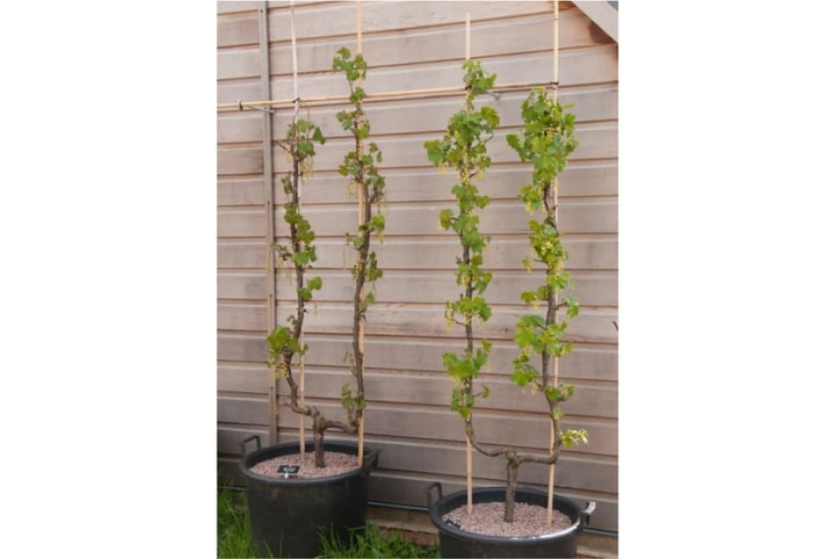 Pruning Redcurrants and Whitecurrants | RHS Advice