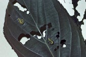 Capsid bugs | RHS Advice