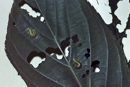 Capsid bugs | RHS Advice