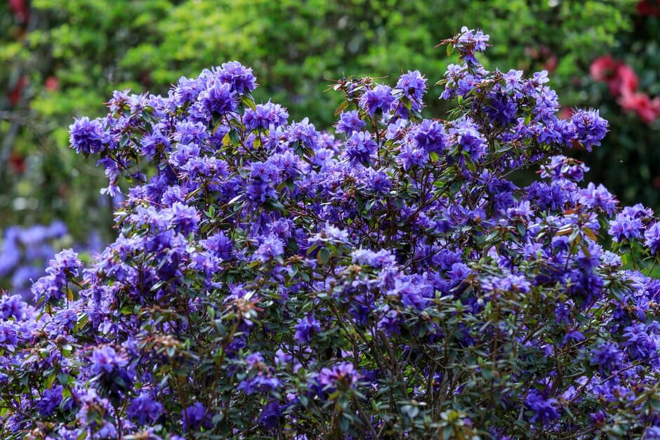 Acid Soil Planting Ideas | RHS Advice