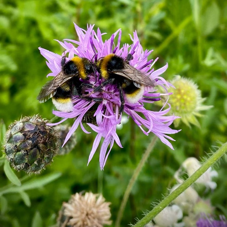Shades of Pink: Pollinator Plants | RHS Advice